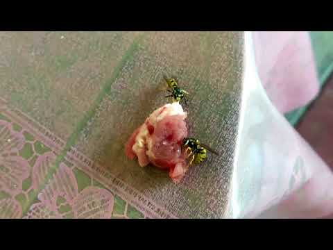 Inanilmaz,et ogrulari...Allahin mocuze+inden.The meat thieves were bees.One of the miracles of GoD!