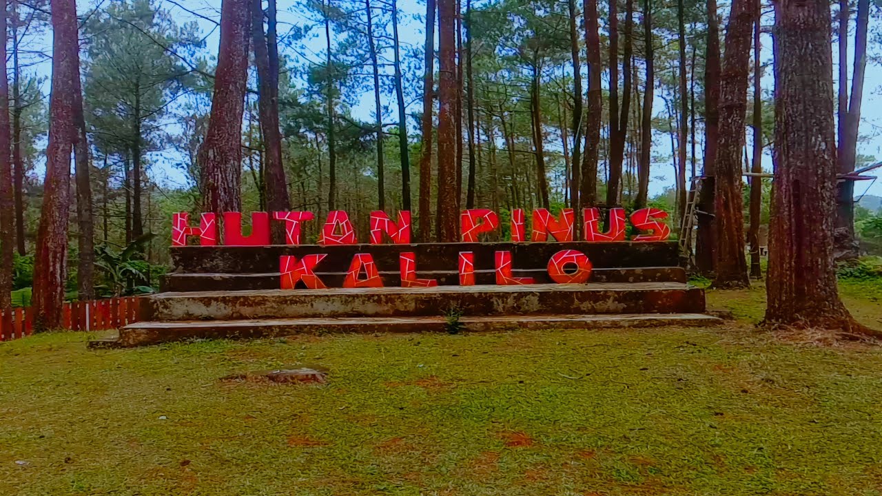 PESONA ALAM HUTAN PINUS KALILO - YouTube