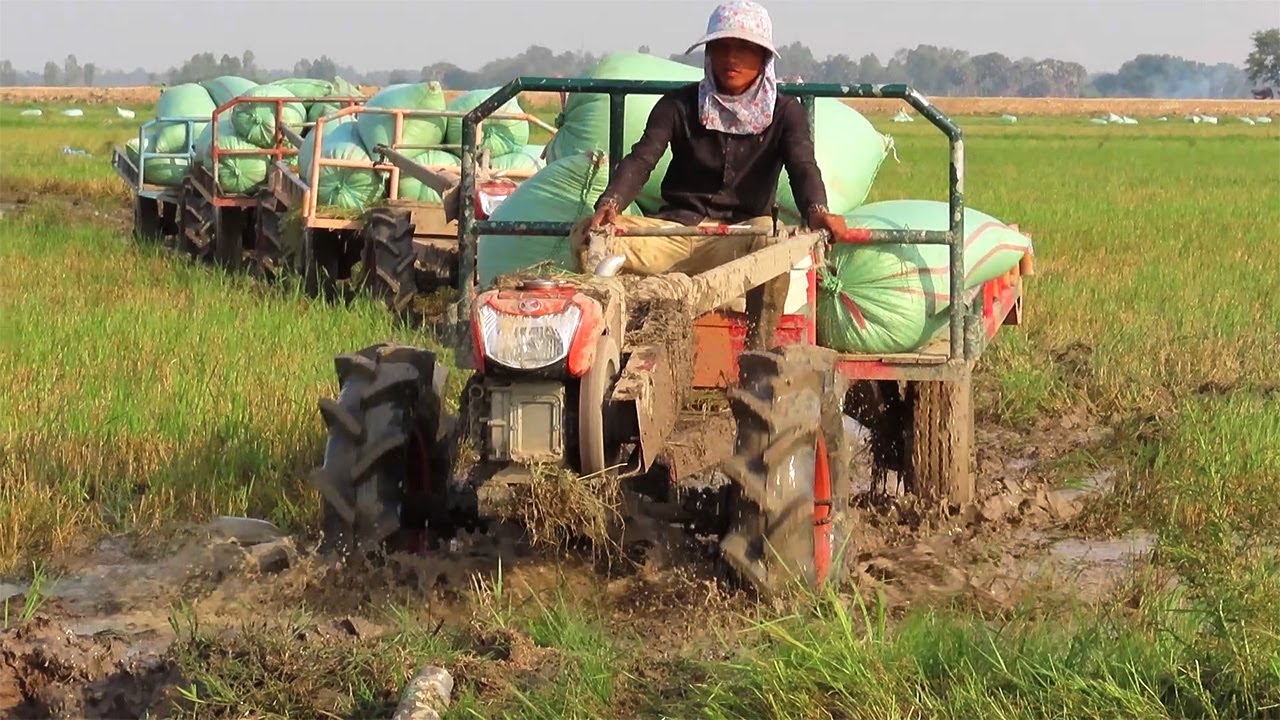 The Best Transporting Rice at work in the Fields | Agriculture in ...