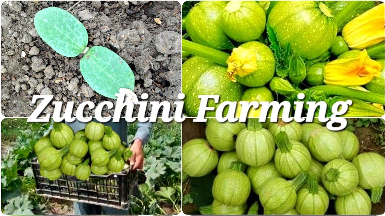 Zucchini Farming: Growing Zucchini, building small tunnel, pollination ...