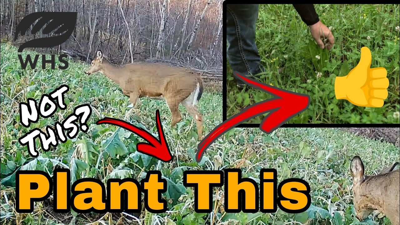 Best Year Round Food Source For Deer - YouTube