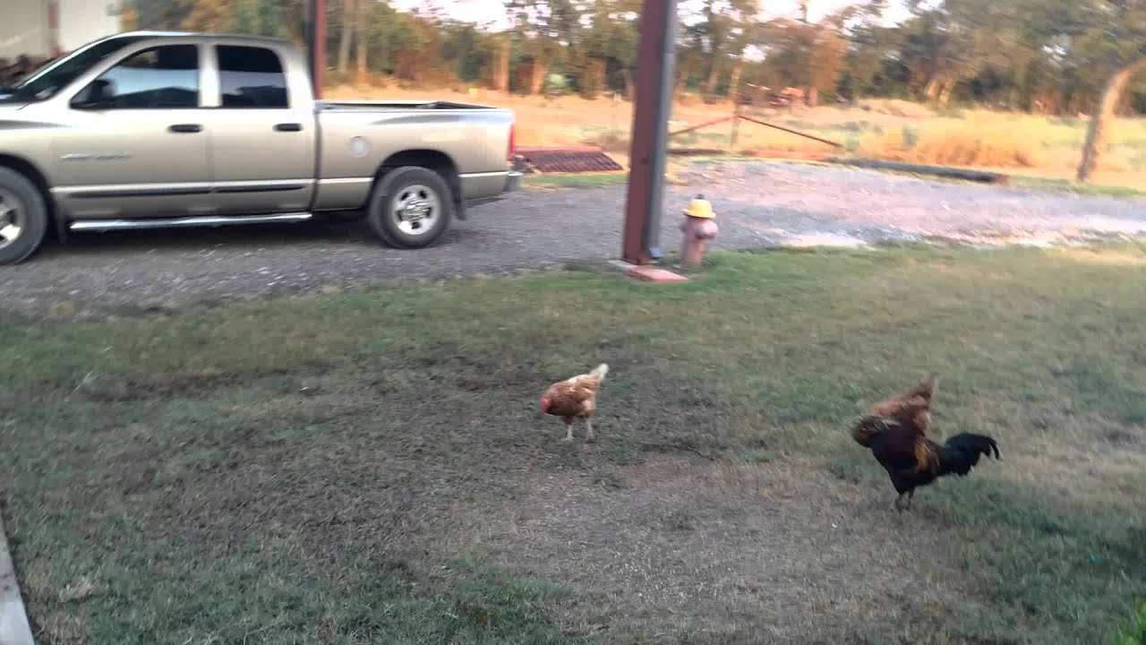Chicken & Rooster Behavior - Rooster Rounding Up Chickens Putting Them ...