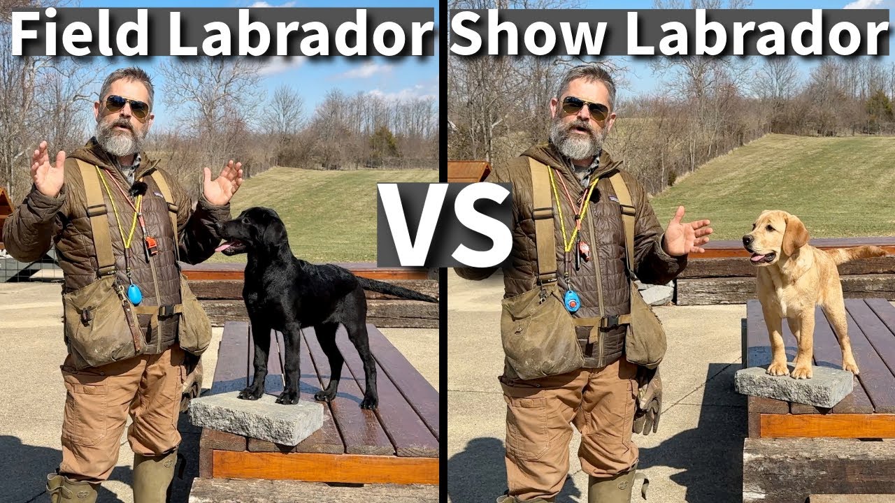 English vs. Field Labrador Retriever | Which One Is Right For You ...