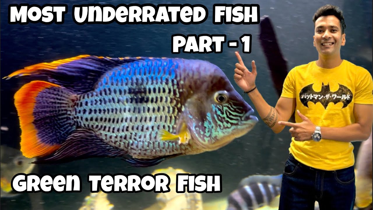 Green Terror Fish | Most Underrated Fish | Green Terror Cichlid | Part ...