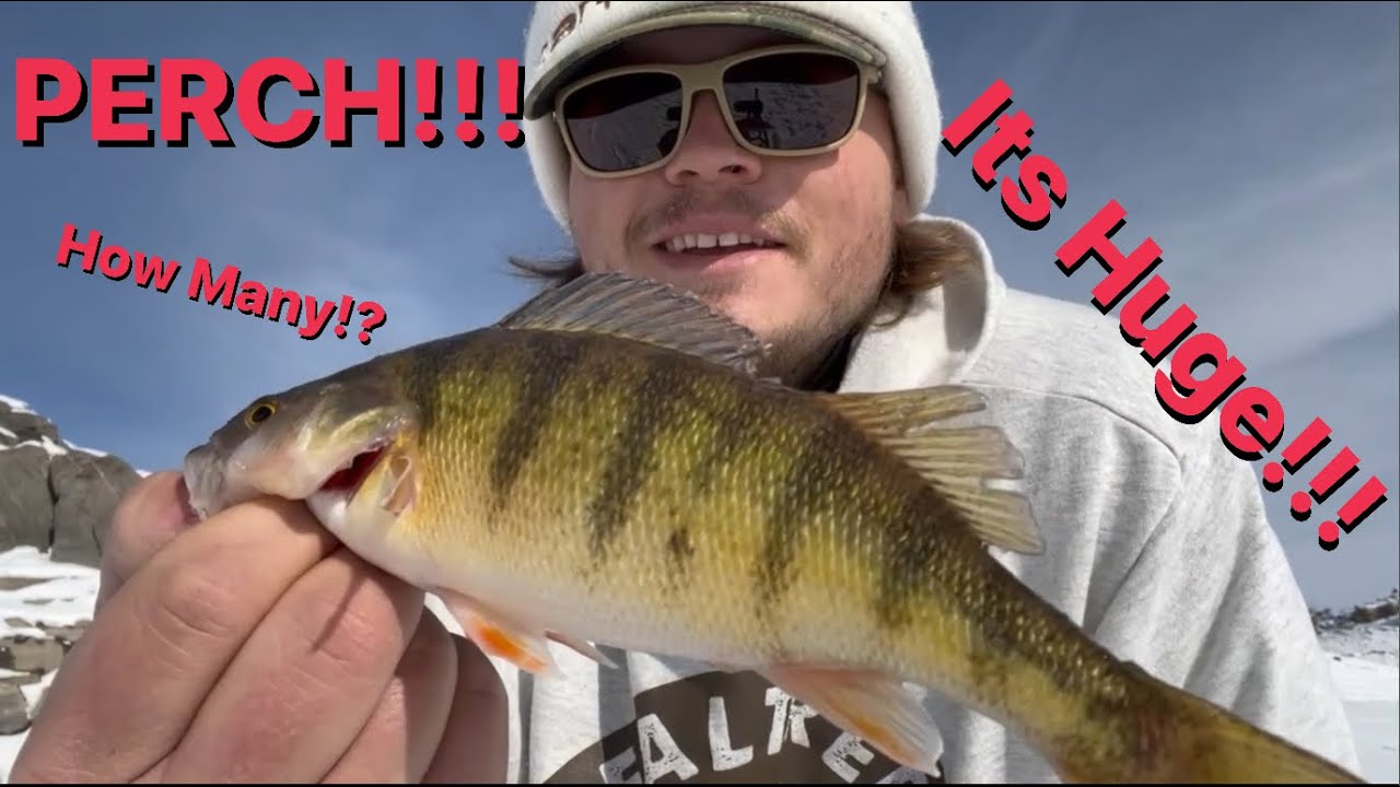 Perch Fishing Colorado (How Many!!?) (big Fish!) (Surprising Catch ...