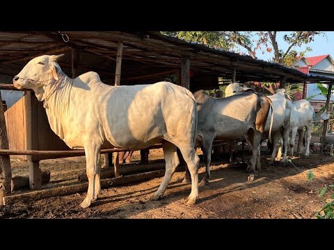 Cambodia cattle, cow raising videos - YouTube