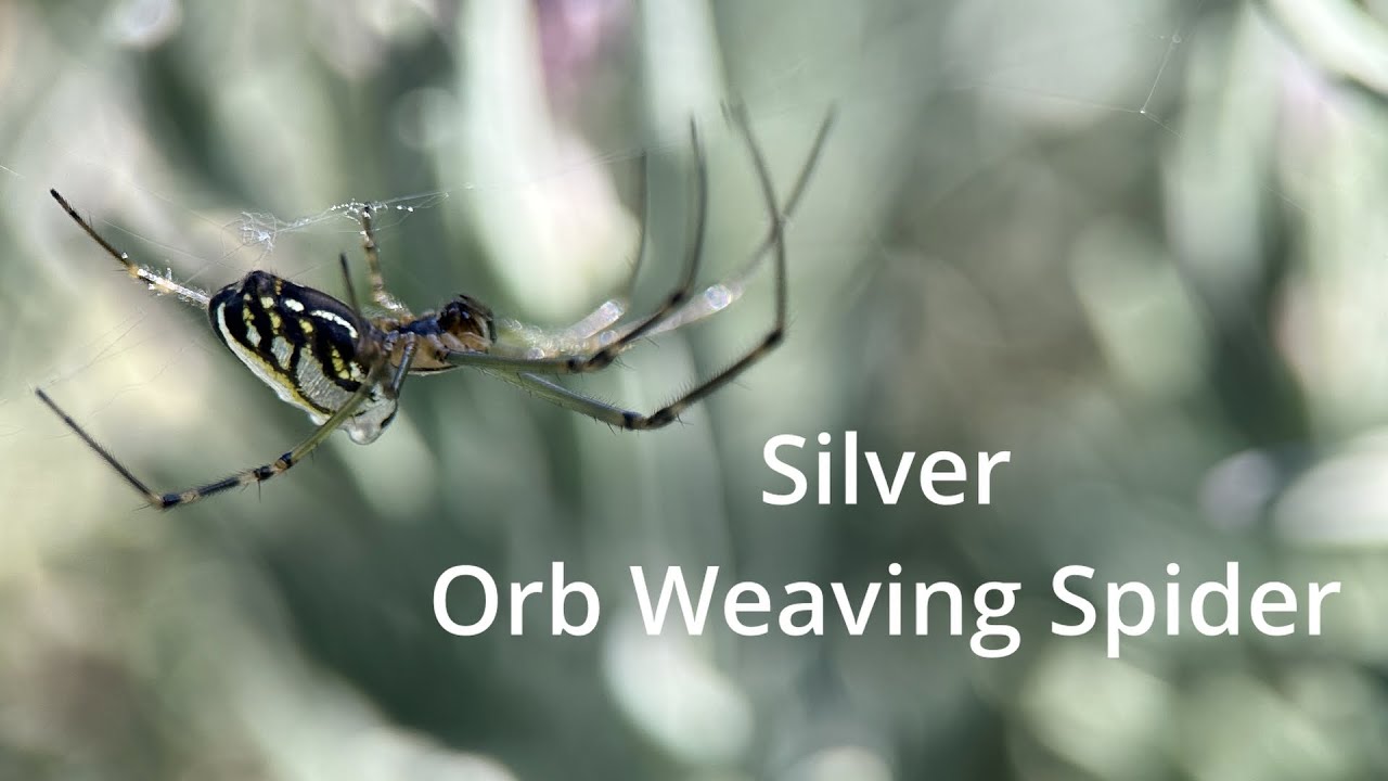 Silver Orb Weaving Spider - YouTube