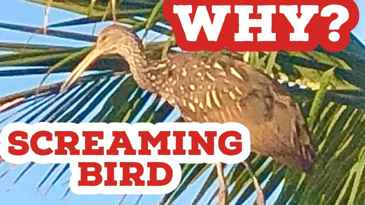 screaming bird encounter in South Florida - YouTube