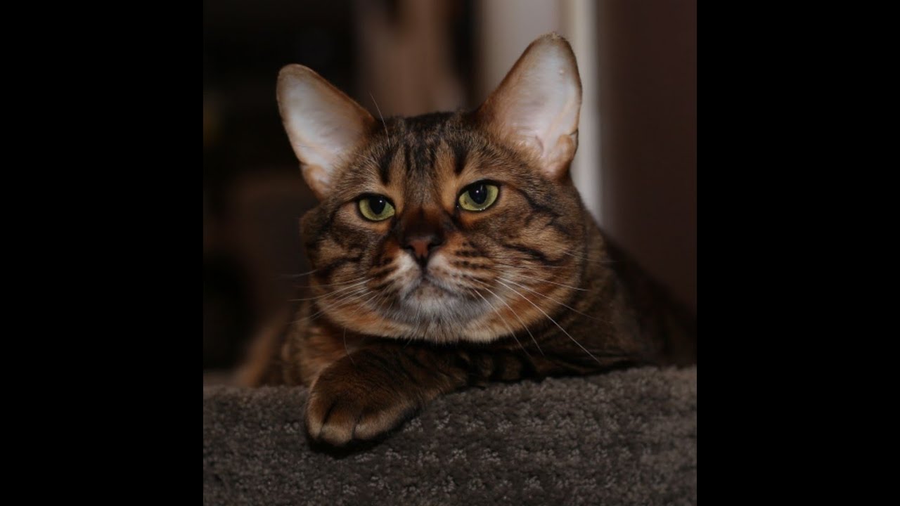 A B C Abc Cats Cat Kittens Flash Cards Sign Language ABC - YouTube