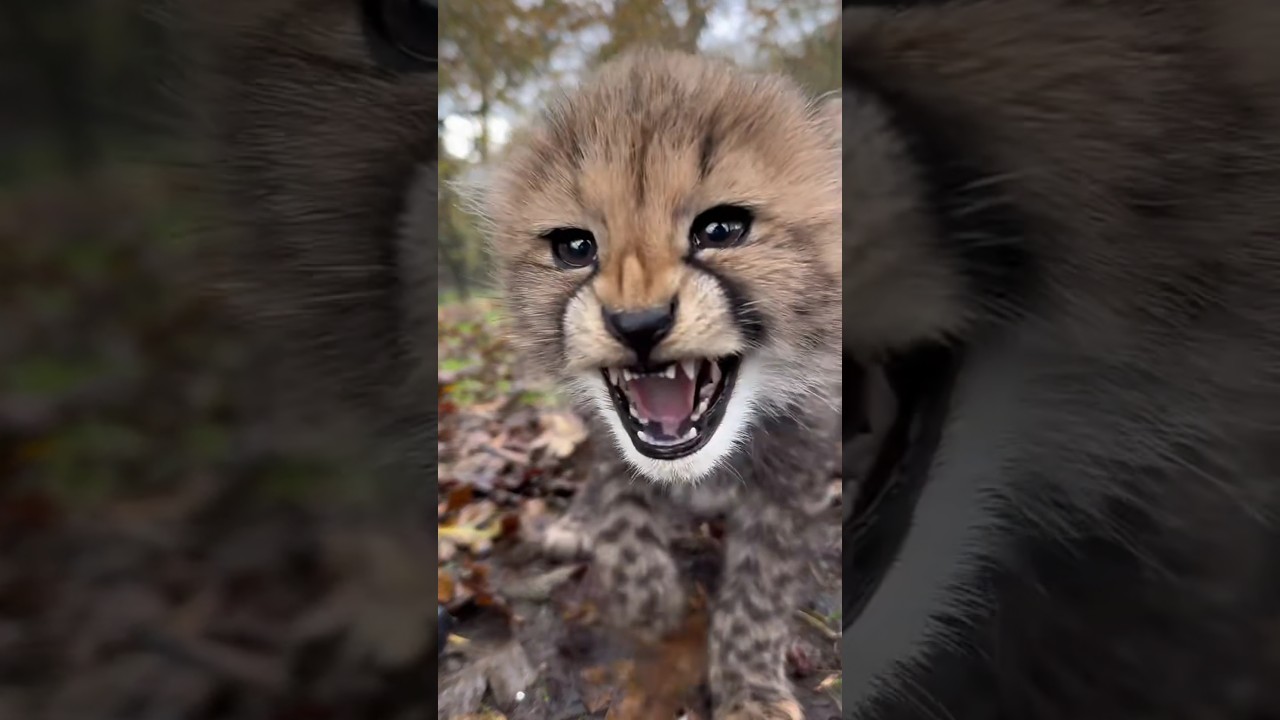 Super cute scary baby cheetah #cheetah #viralvideo #animallife # ...