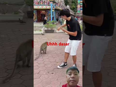 Uhhhh #funny #comedy #monkey #money - YouTube