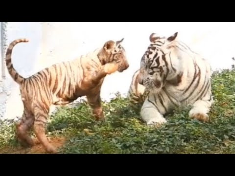 White cub hit his mother | Zoo - YouTube