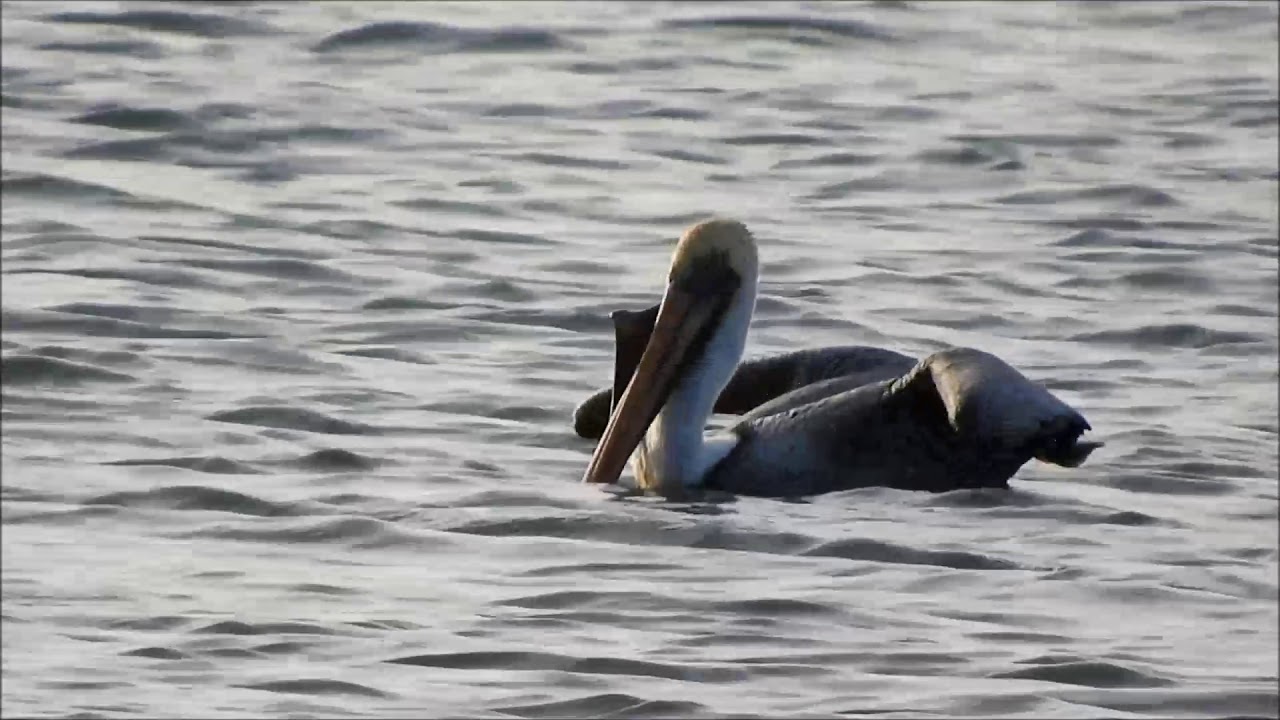 This pelican's got a fish caught in its gular pouch. - YouTube