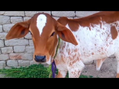 cow baby ageya🤩 / farm animals /village life /Abid pets vlog /sourav ...