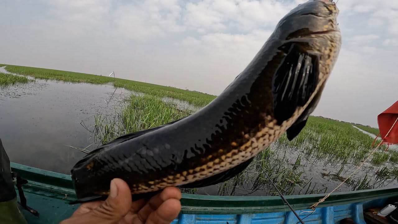 Six Black Snakehead Fish - YouTube
