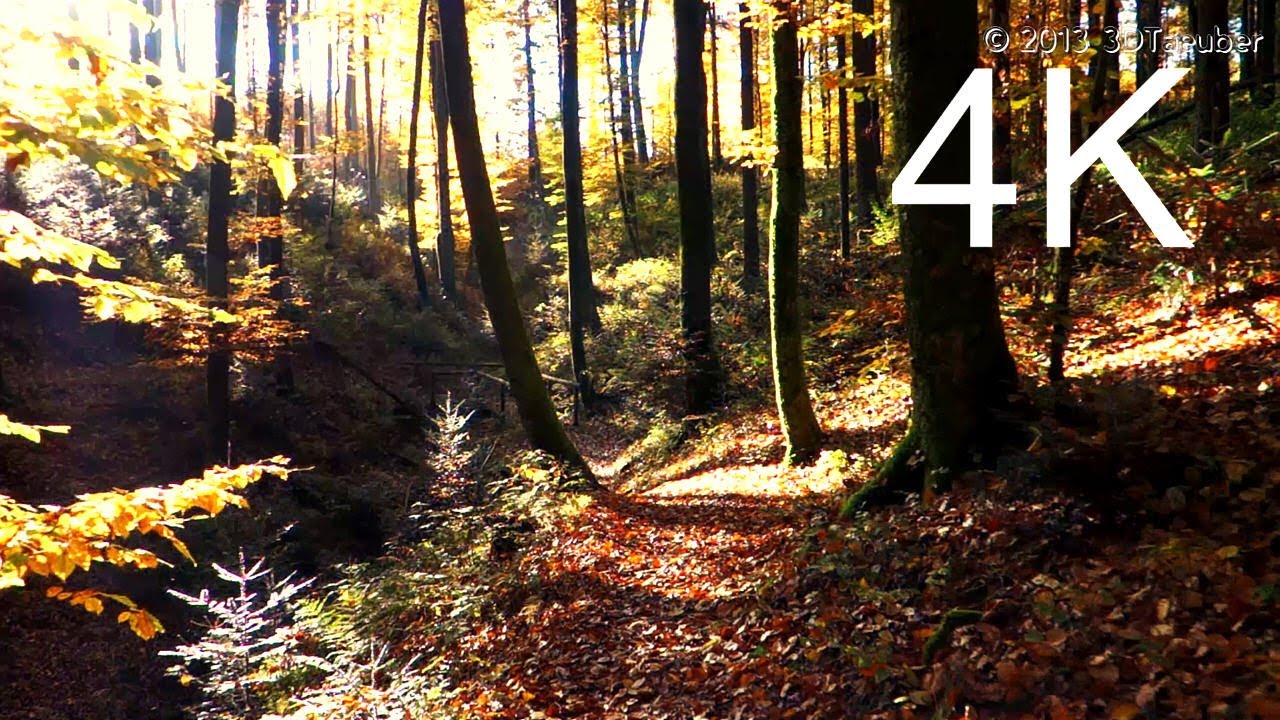 4K Video, UHD: OCTOBER FOREST WALK - YouTube