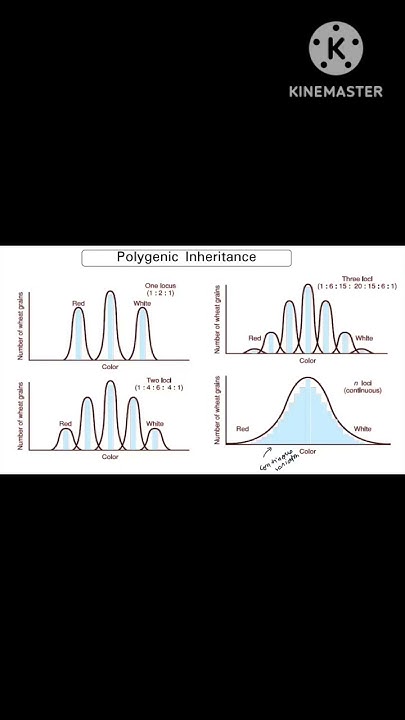 #polygenic inheritance csir net - YouTube