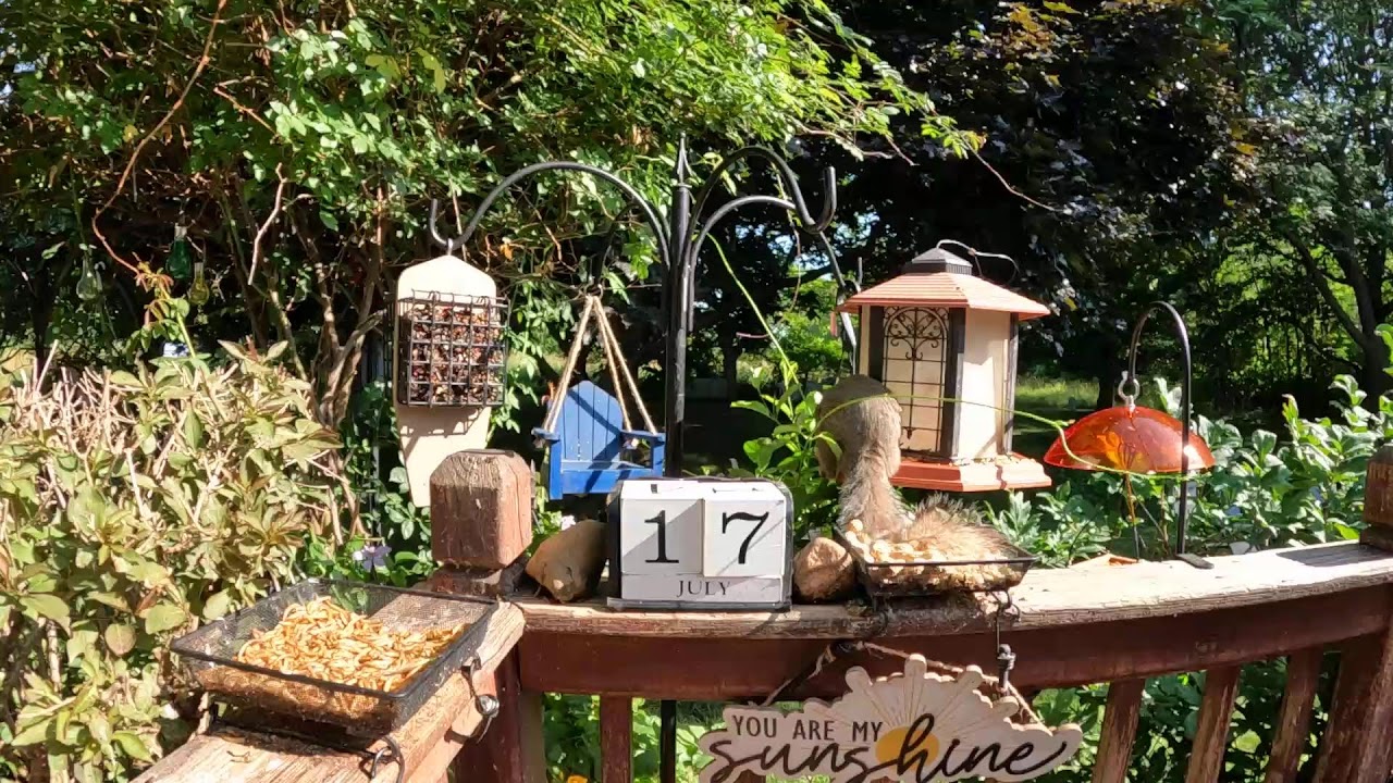 My Thursday Morning Mayhem Bird & Squirrel Livestream Part 2.. lost ...