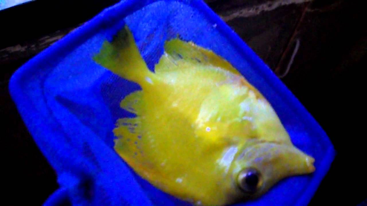 Quarantine Tank day 06 , Yellow Tang died - YouTube