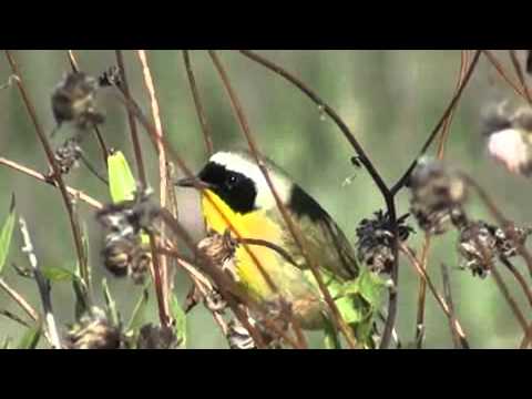 Common Yellowthroat Song - YouTube