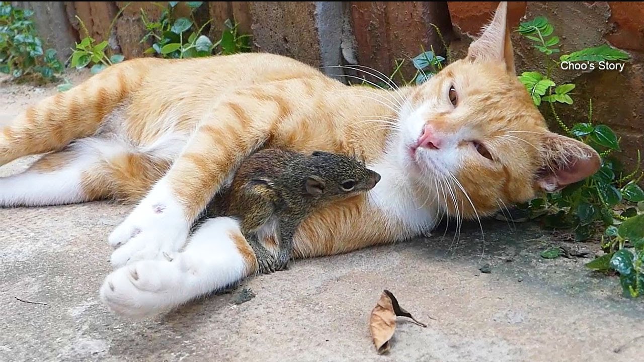 Wow...Unbelievable Kitten Cat Hug Baby Chipmunk Very Friendly - YouTube
