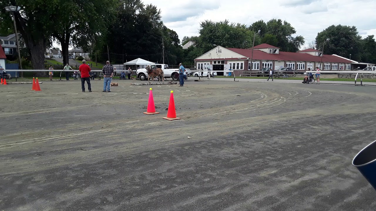 Haflinger Log Drag - YouTube