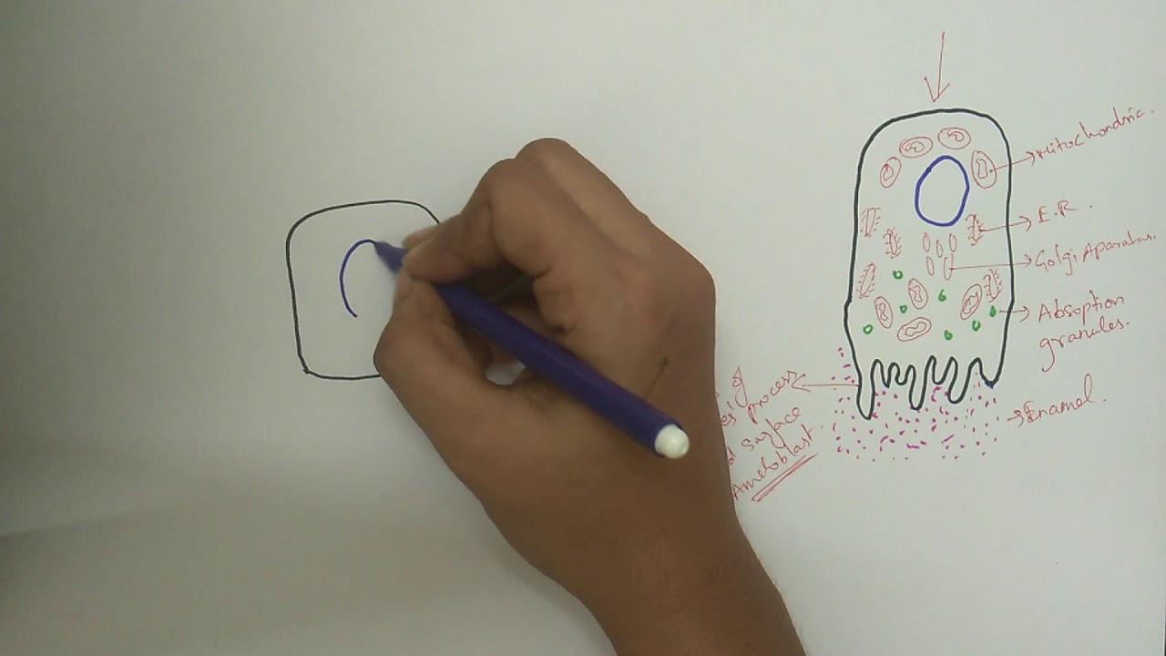 Explained easily: Enamel part-2 ; life cycle of ameloblast - YouTube