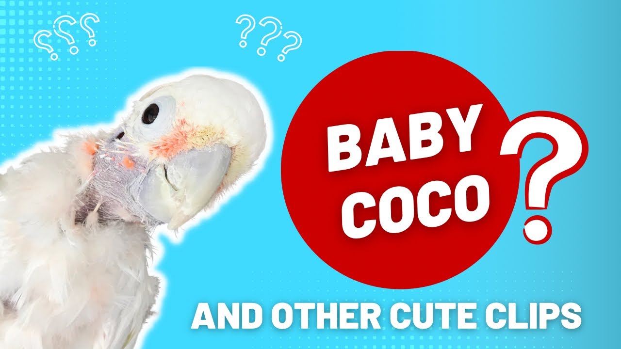 Cockatoo & Her Baby 👶 Plus Other Cute Coco Clips ️ - YouTube