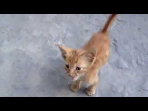 Kedinin de canı var! / Cemal Bulunmaz