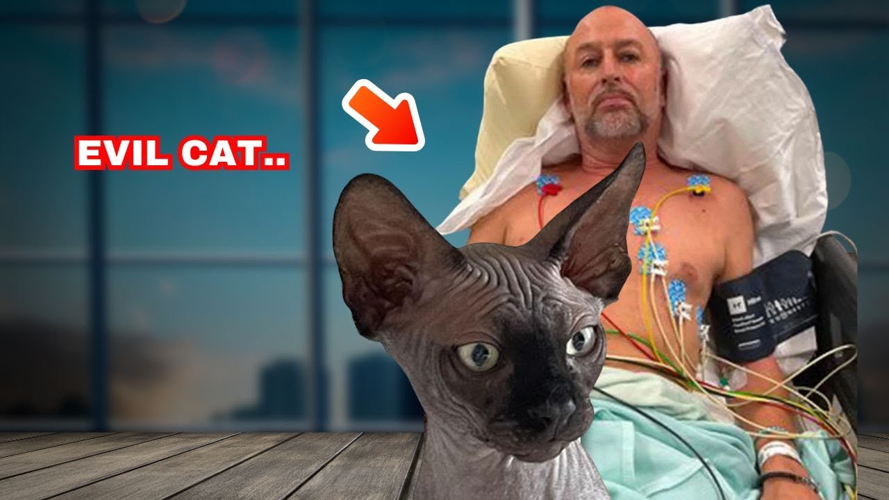 Man sustain car crash injuries tripping over his cat.. - YouTube