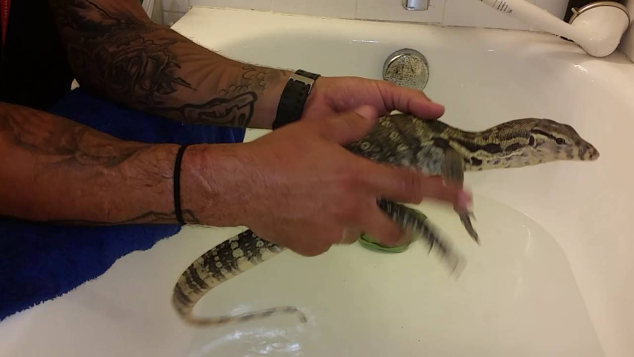 Update on my water monitor Zion - YouTube