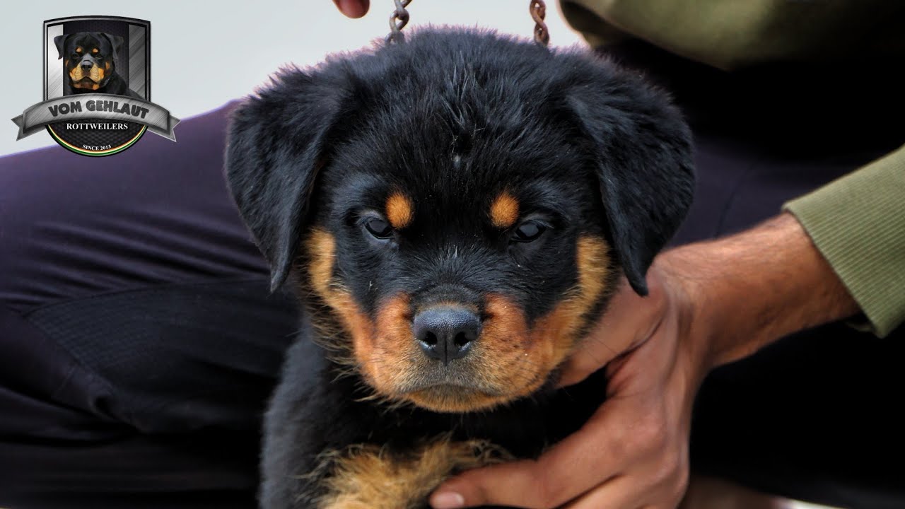Zordiana of Gehlaut - ZANCY || Ahil X Emma ||#rottweiler #puppy #pet ...