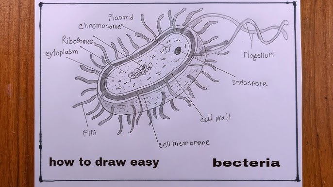 Draw A Neat Labelled Diagram Of A Prokaryotic Cell Science The