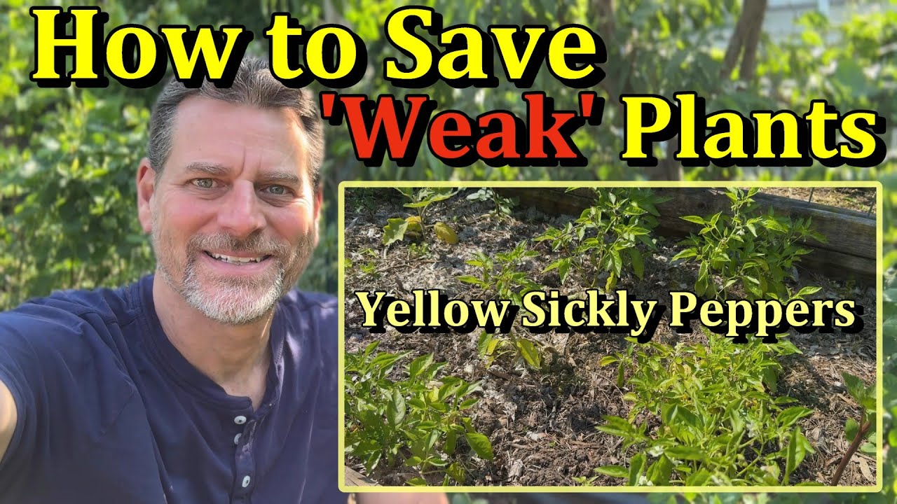 How to Save Struggling Vegetable Garden Plants in 3 Steps (Peppers ...
