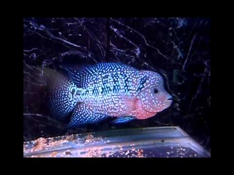 Nice classic kamfa 7 inc - YouTube