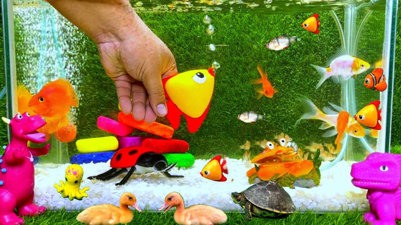 Cute Animals, Fish Tank, Fishes Video, Crap, Turtle, Ducks, Fish And ...