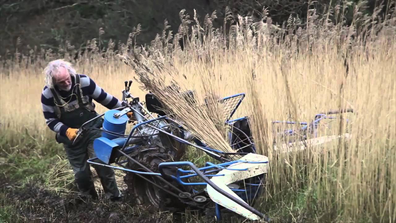 Master Thatcher - Water Reed Harvest - YouTube