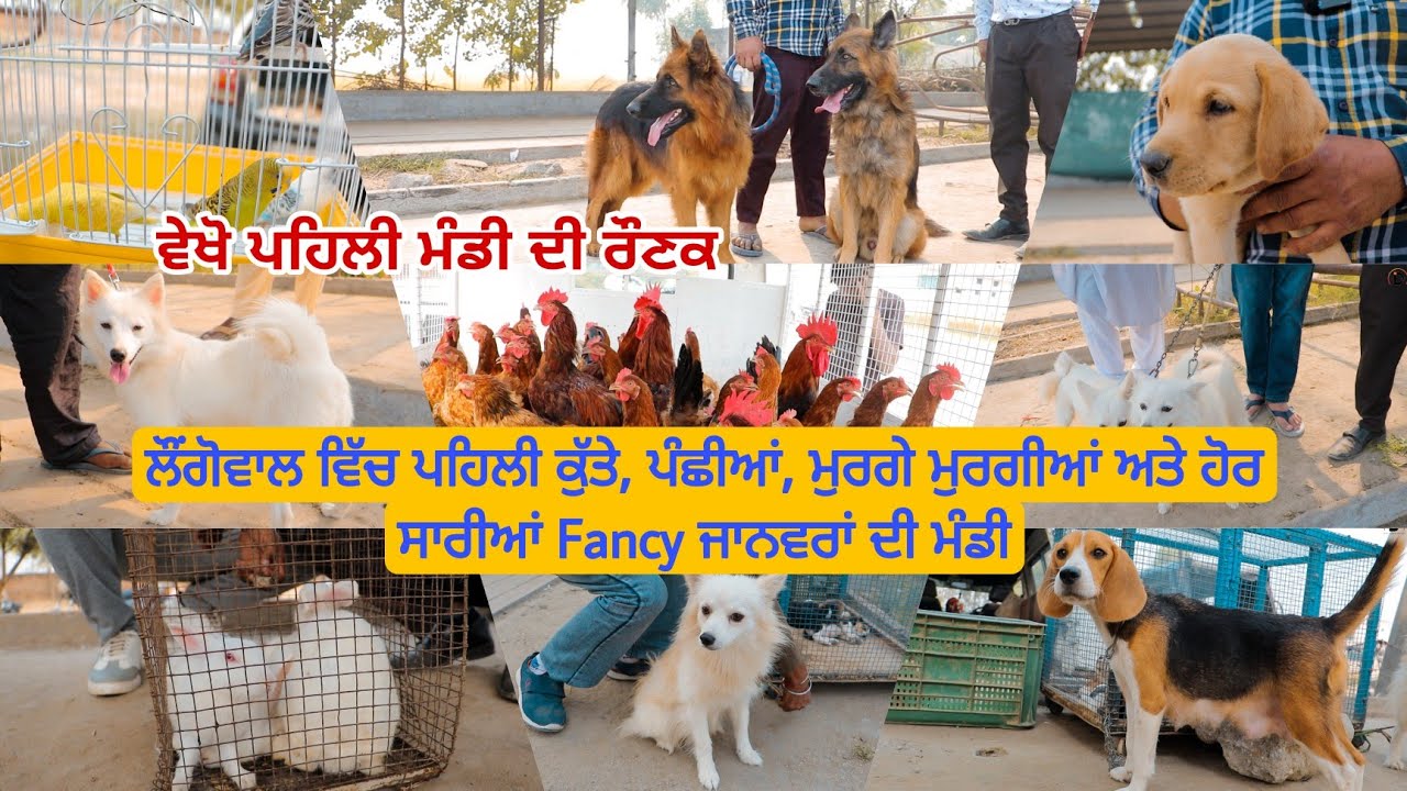 ਵੇਖੋ ਲੌਂਗੋਵਾਲ ਮੰਡੀ ਦੇ ਕੁੱਤੇ, ਮੁਰਗੇ ਮੁਰਗੀਆਂ ਅਤੇ fancy ਜਾਨਵਰ - Longowal ...