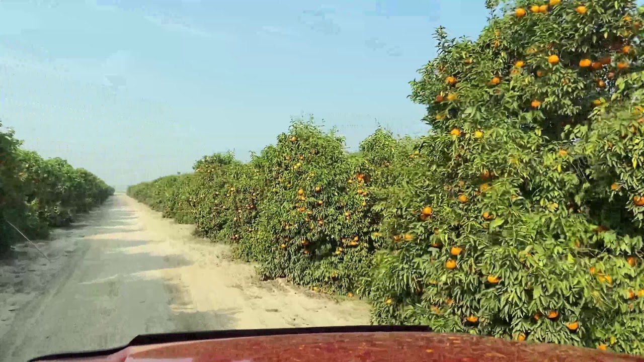 Driving through Most beautiful Kinnow Orchard - YouTube