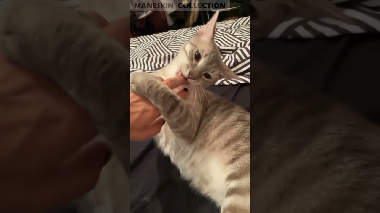 Maneskin, Damiano David cuddles his cat with love - YouTube