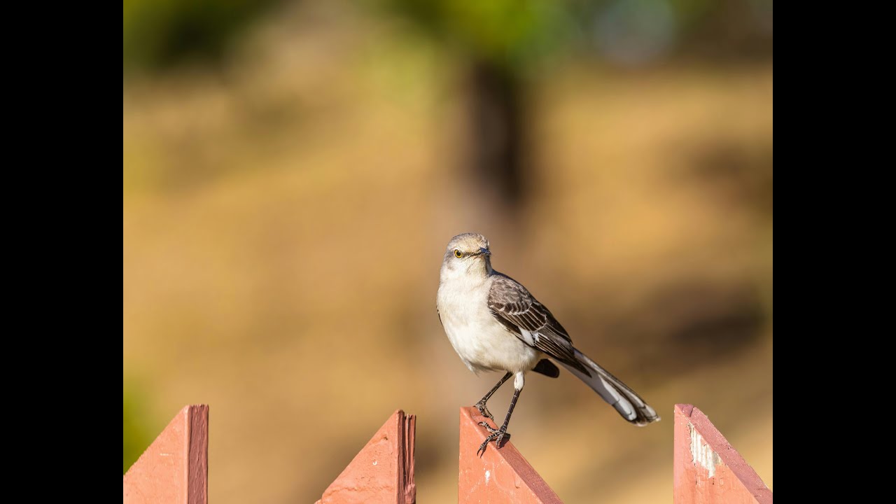 Live streaming Bird Feeder cam live in 4KLive streaming bird feeder cam ...