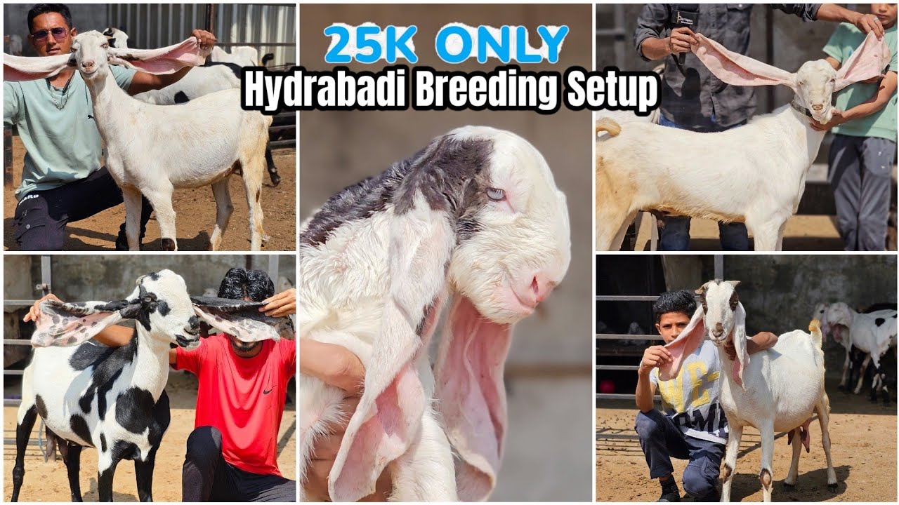 Hydrabadi Breeding setup | Female with kid | ziyan Goat Farm | Kosamba , Surat | contact soon ...