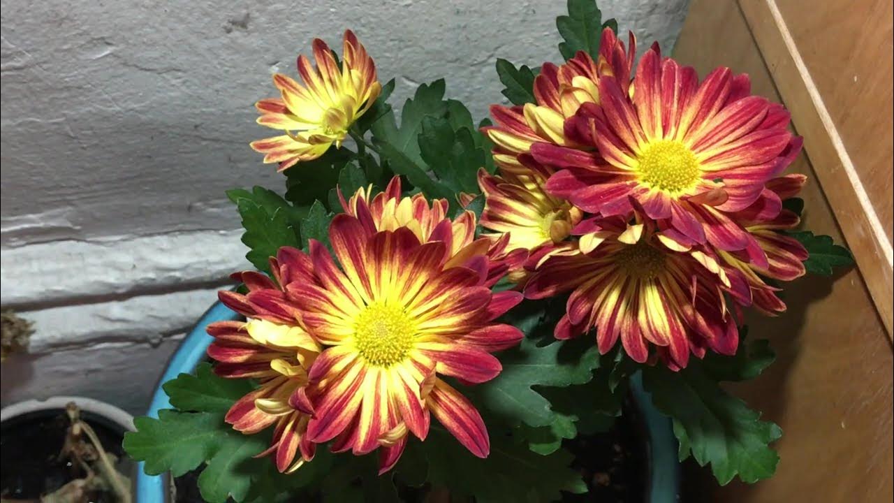 Tim Flower Shop 2025 - YouTube