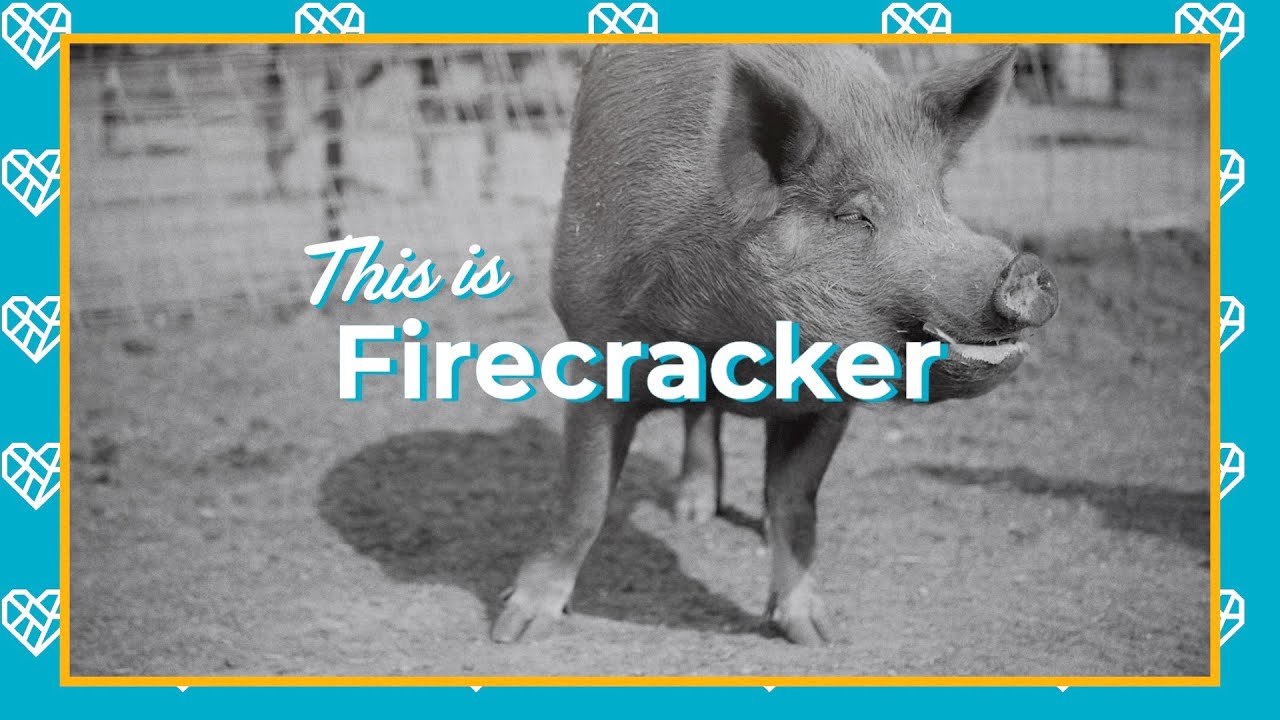 You need to meet Firecracker 🧨 the pig! - YouTube