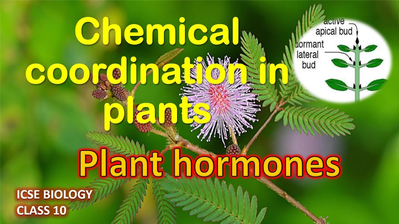 chemical coordination in plants part 1/plant hormones/ICSE class 10 ...