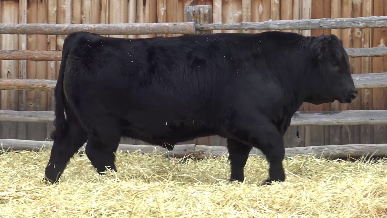 Circle L Angus Lot 6 - YouTube