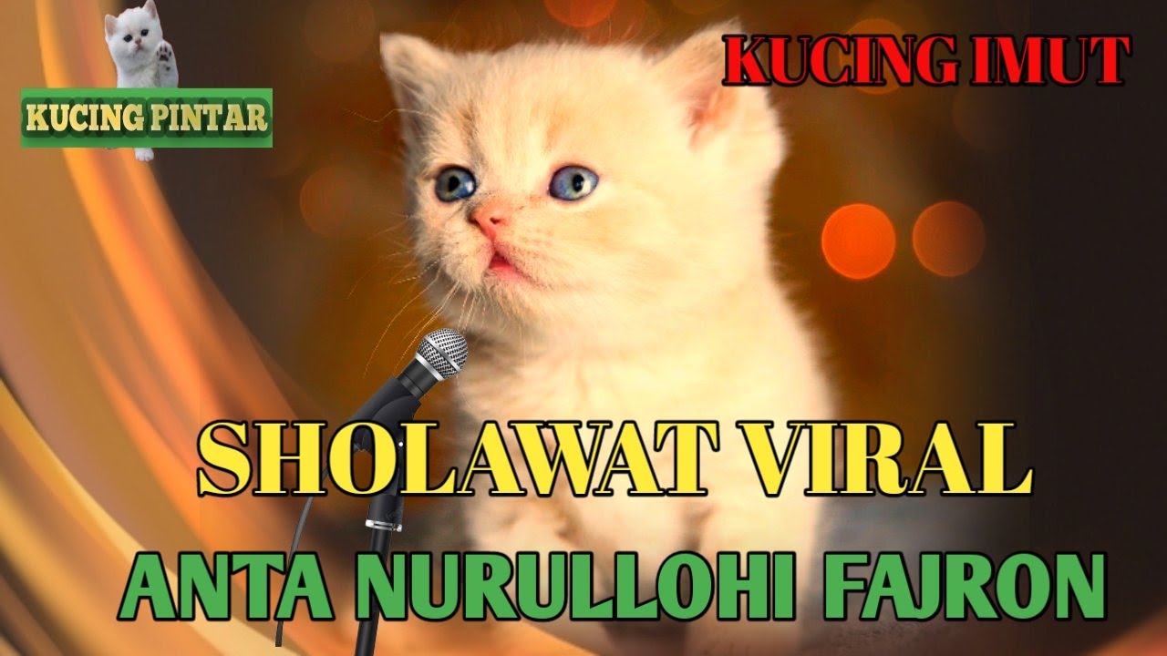 KUCING IMUT SHOLAWAT ANTA NURULLOHI FAJRON | KUCING PINTAR - YouTube