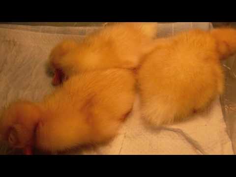 Ducklings falling asleep - YouTube