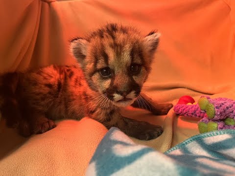 Orphaned SoCal mountain lion kitten recovering at zoo