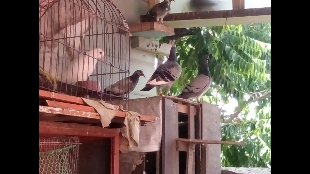 Napisa na itlog nila gift bird..alamin - YouTube